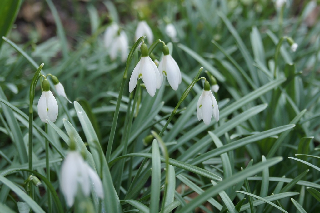 Schneeglockchen (Galanthus Nivalis) - BIO | Natural Bulbs DE