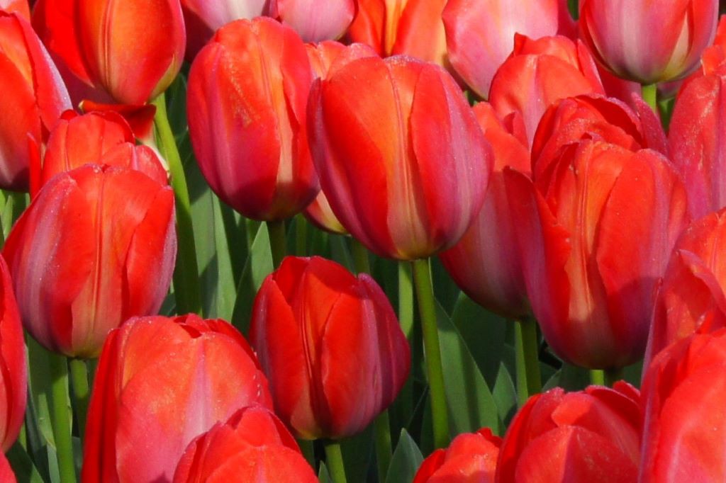 Tulipa Orange van Eijk - BIO | Natural Bulbs DE